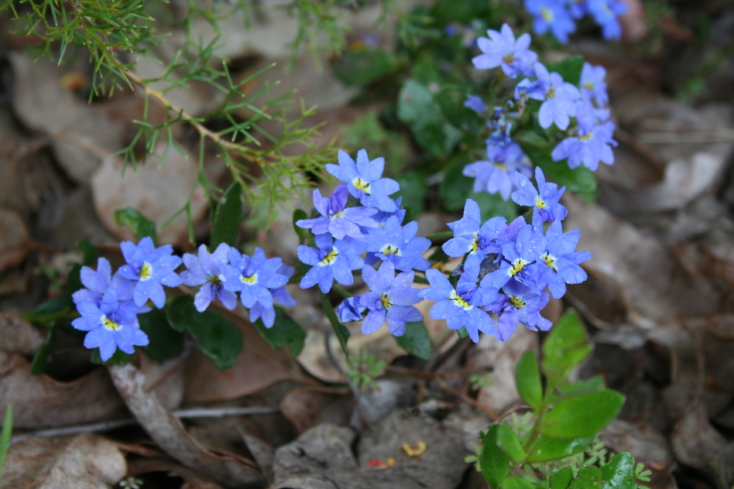 Dampiera linearis - Nature Conservation Margaret River Region