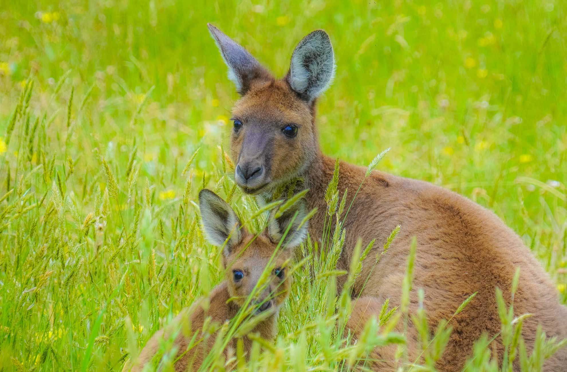 Cape Naturaliste Conservation Enterprise - Nature Conservation Margaret ...