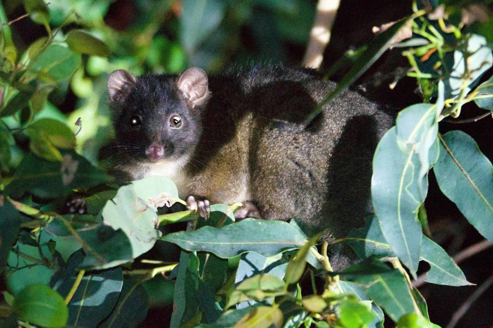 Protection vital for Western Ringtail possum refuge - Nature ...