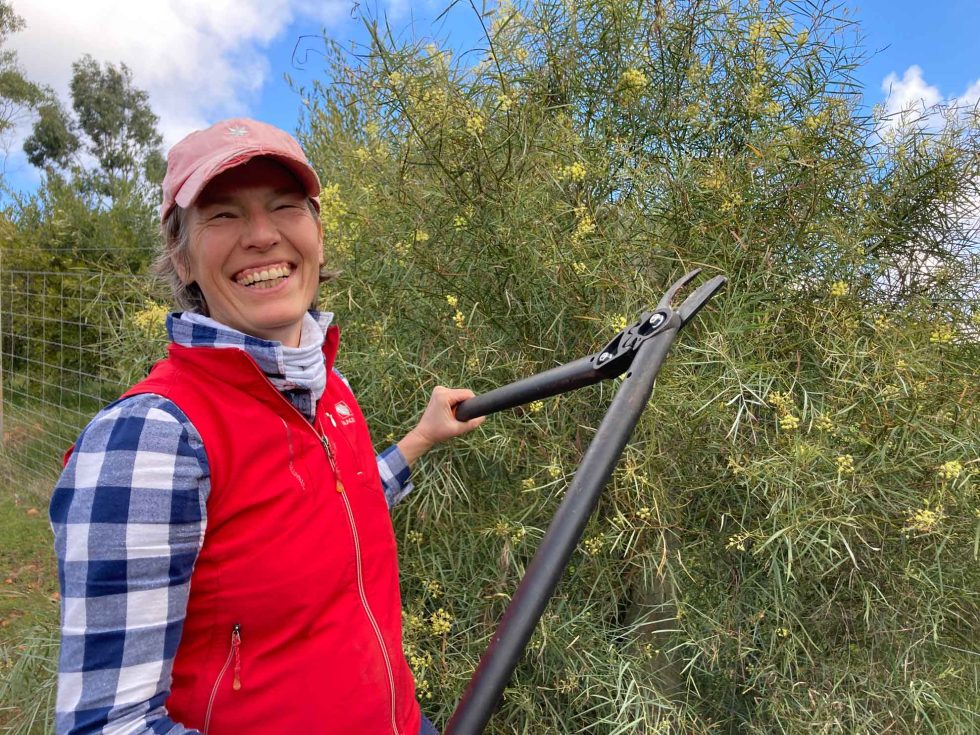 Give the flick to Flinders Range wattle - Nature Conservation Margaret ...