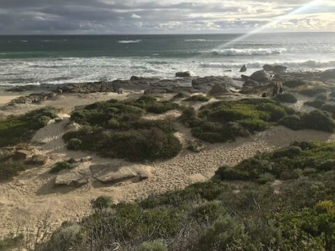 Caring for dunes at Gas Bay - Nature Conservation Margaret River Region