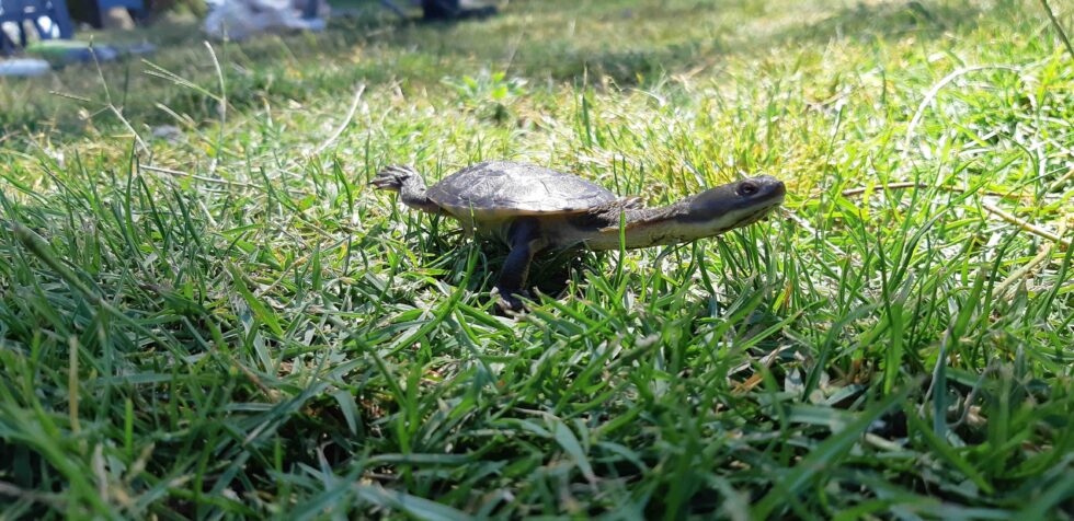 Snake-necked turtle trackers wanted - Nature Conservation Margaret ...
